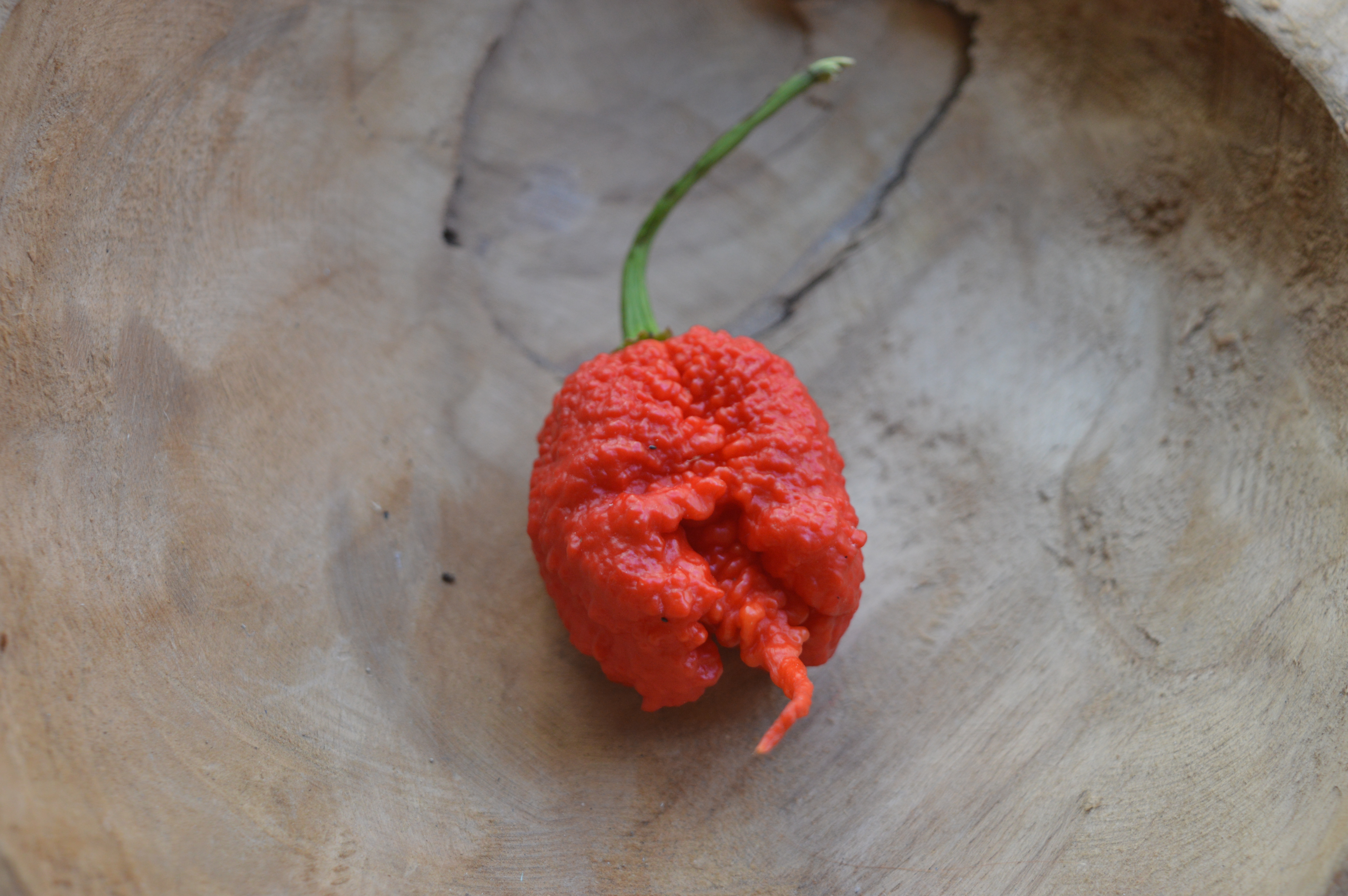 Osázení chilli foliovníků v sezoně 2022 - WOCH